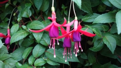 How to Plant, Grow, and Care for Fuchsias
