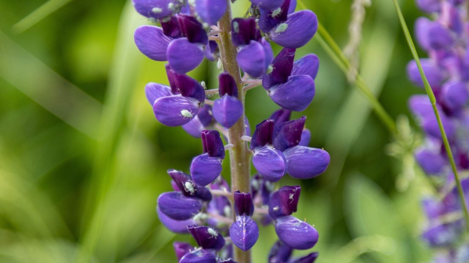 Aphids on Lupines: 5 Management Tips