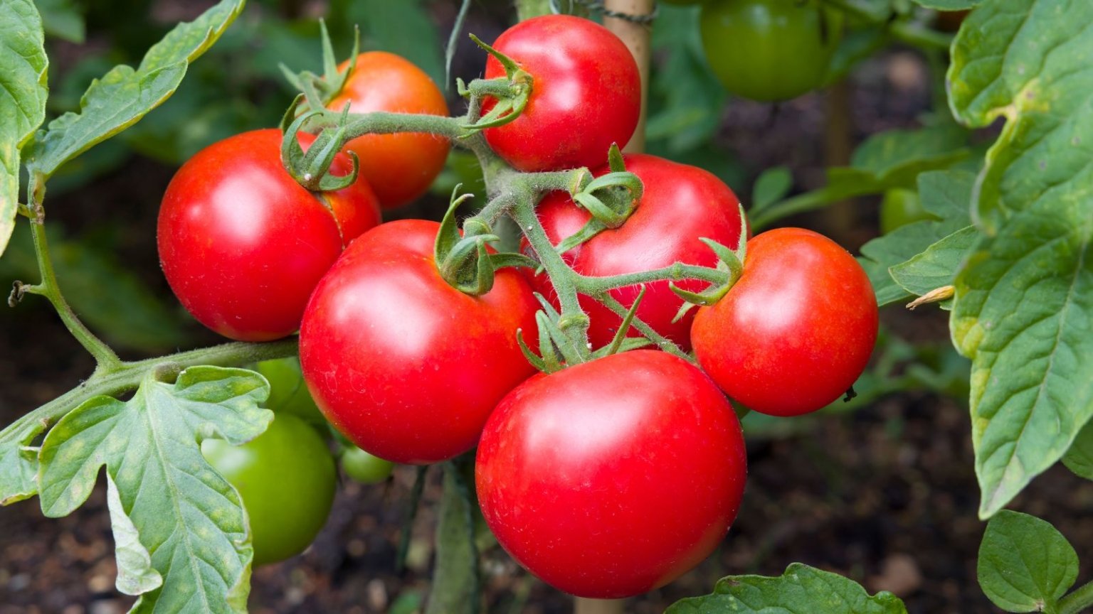 How to Plant, Grow, and Care for 'Moneymaker' Tomatoes