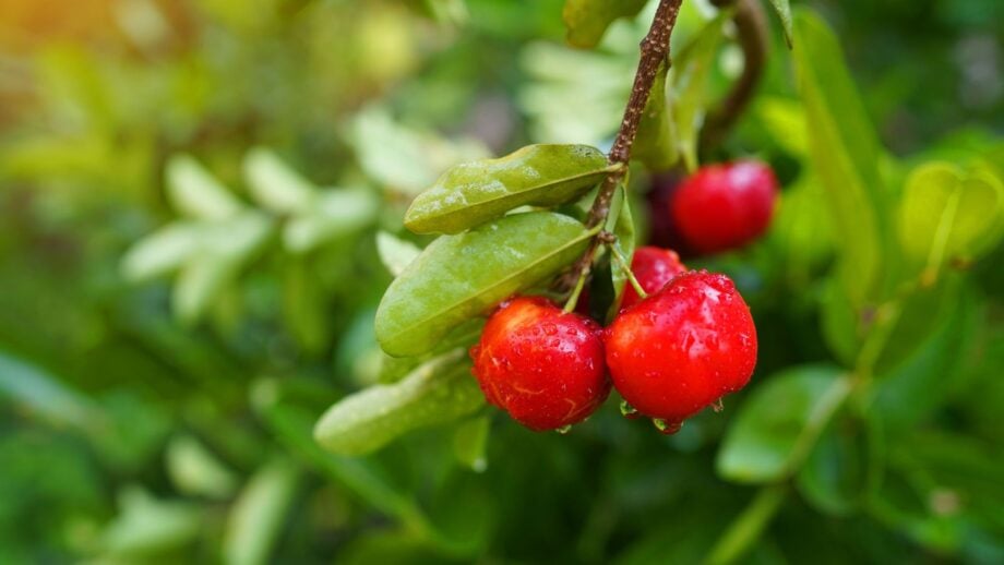 How and When to Pick Cherries