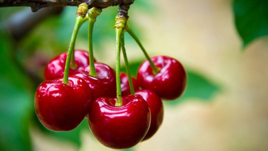 How and When to Pick Cherries