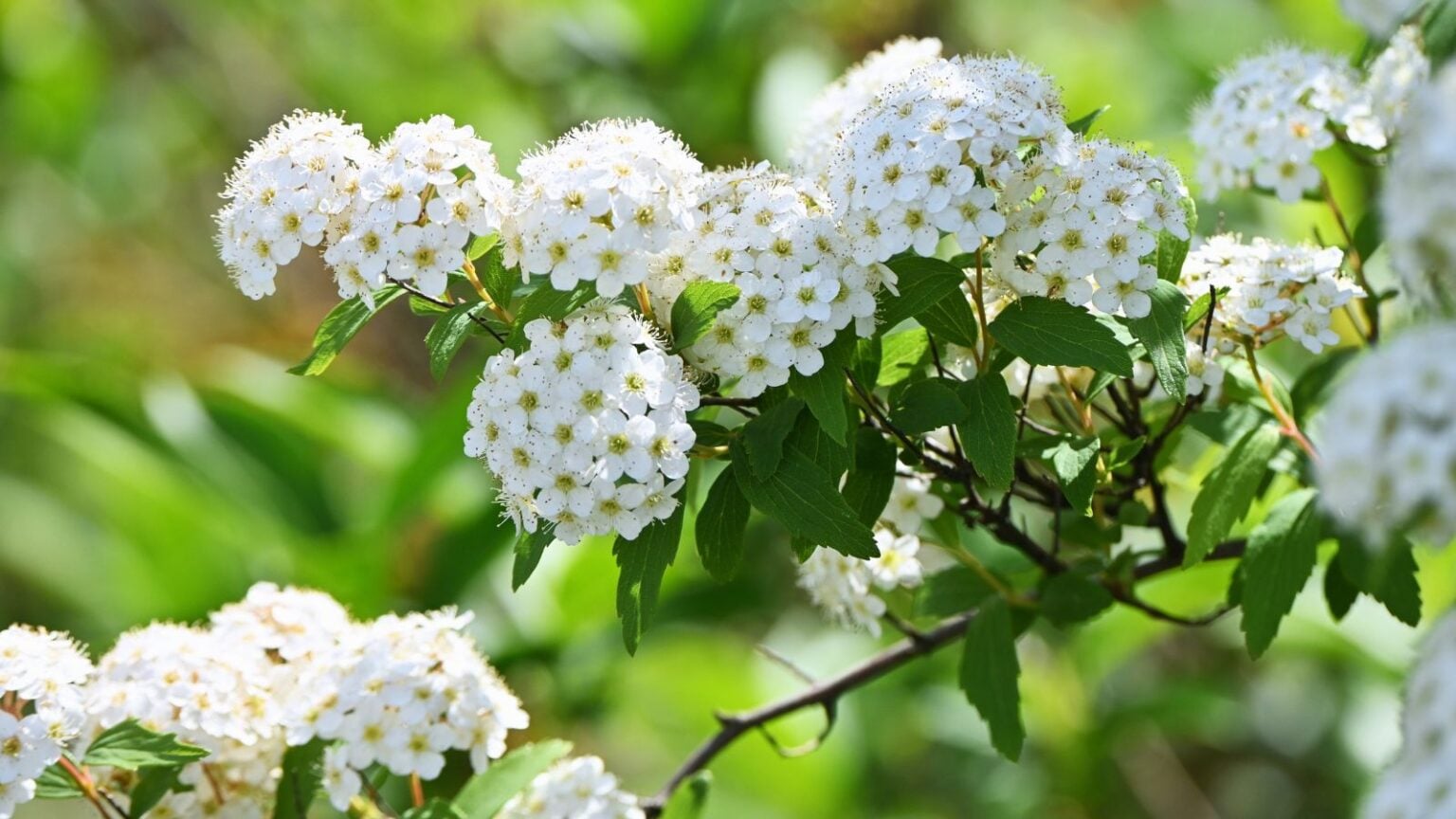 How to Plant, Grow, and Care for Spirea Shrubs