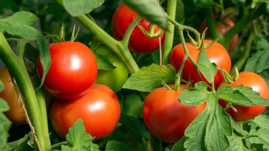 How to Plant, Grow, and Care for 'Moneymaker' Tomatoes