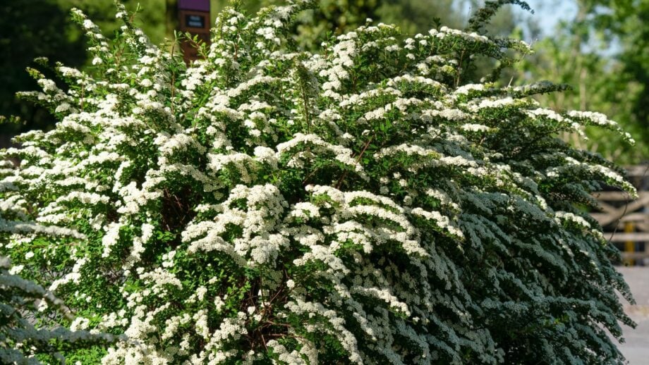 How to Plant, Grow, and Care for Spirea Shrubs
