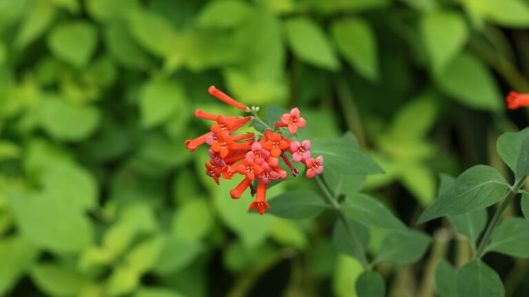 How to Plant, Grow, and Care for Firecracker Bush