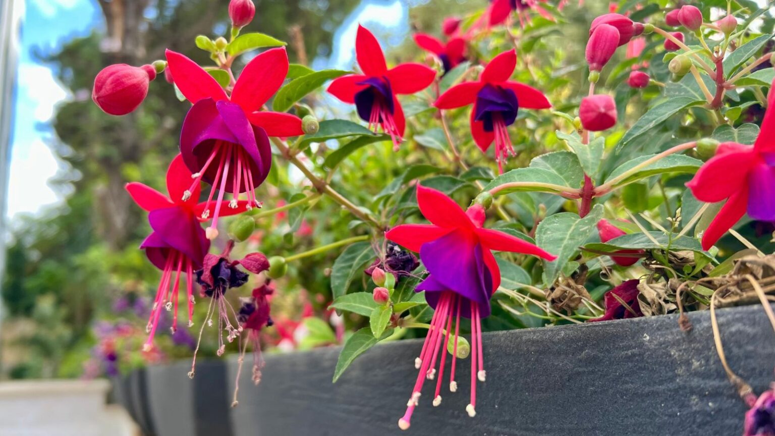How to Care for Fuchsias in Pots and Containers: 5 Growing Tips