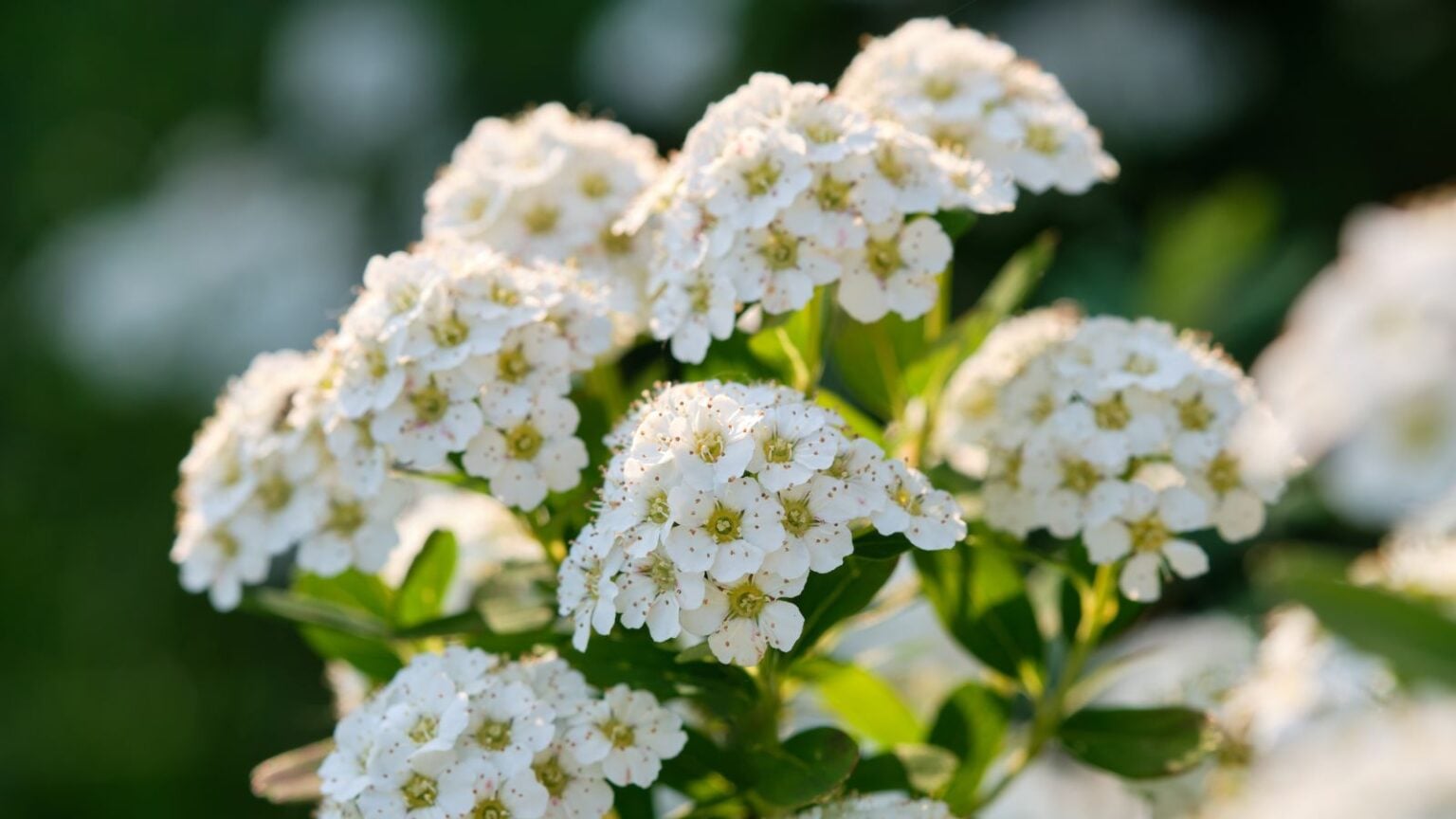 How to Plant, Grow, and Care for Spirea Shrubs