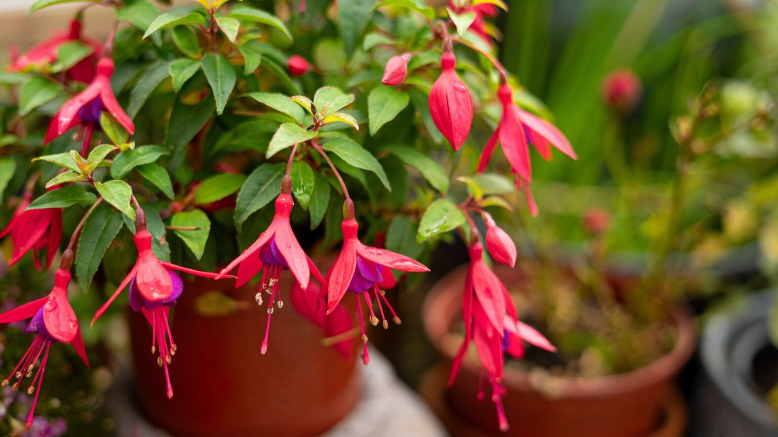 How to Care for Fuchsias in Pots and Containers: 5 Growing Tips