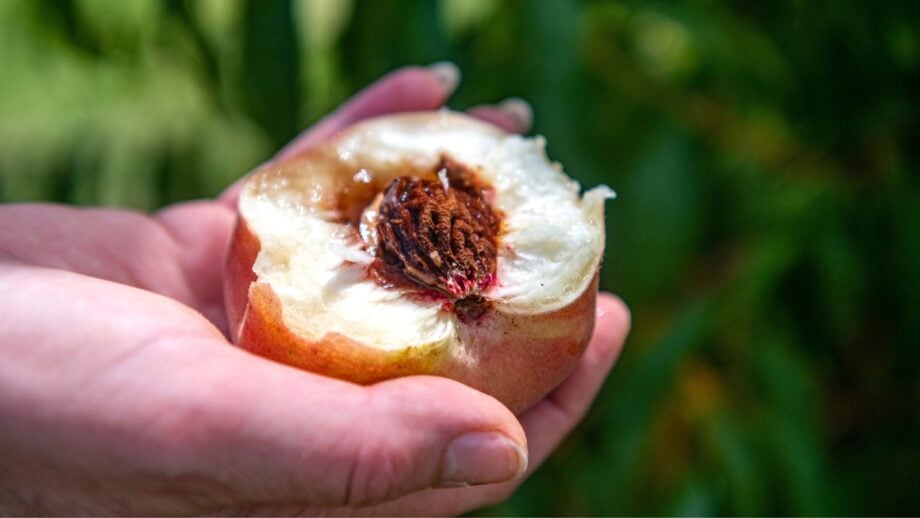 How to Grow a Peach Tree from a Pit