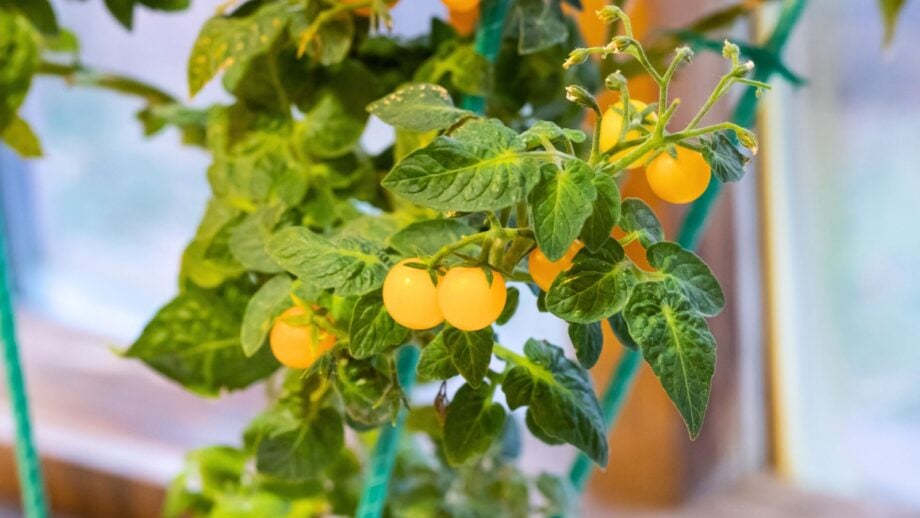 How to Plant, Grow, and Care For ‘Patio Choice Yellow’ Tomatoes