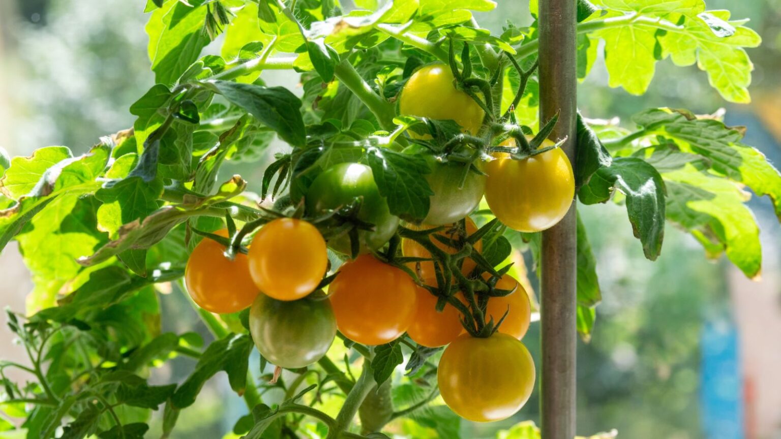 How to Plant, Grow, and Care For ‘Patio Choice Yellow’ Tomatoes