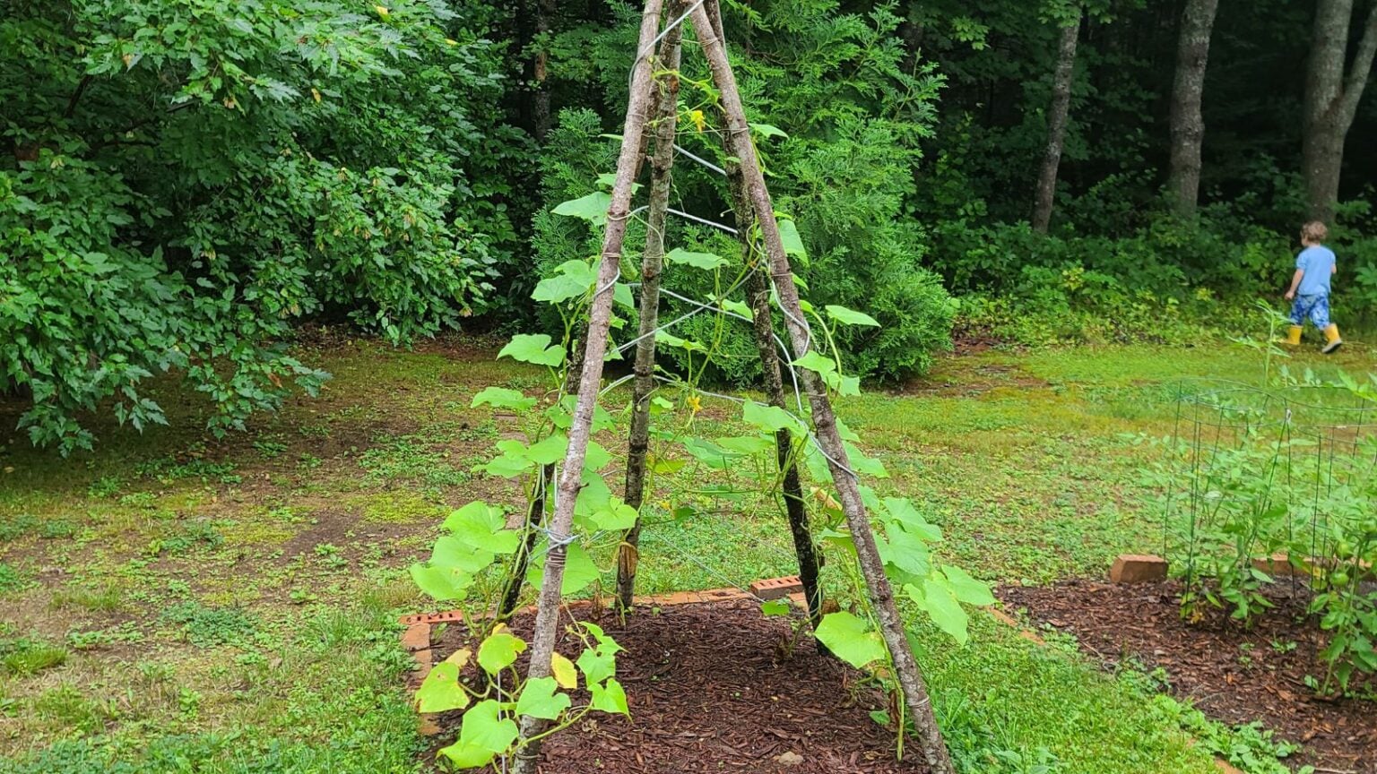 How to Grow Zucchini Plants on a Trellis: 5 Vertical Growing Tips