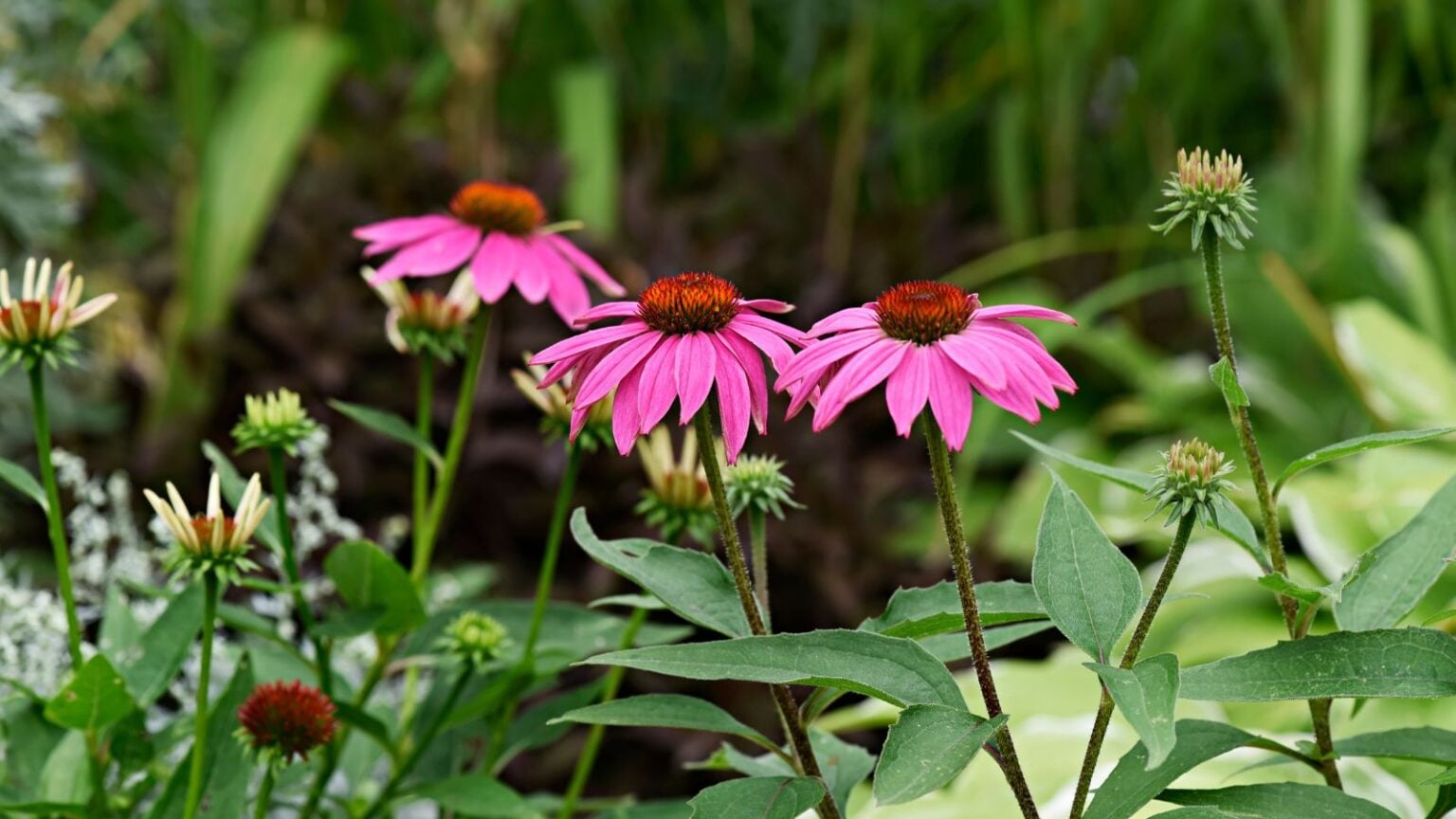 How to Plant, Grow, and Care For PowWow ‘Wild Berry’ Coneflowers