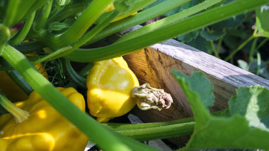How to Plant, Grow, and Care for Pattypan Squash