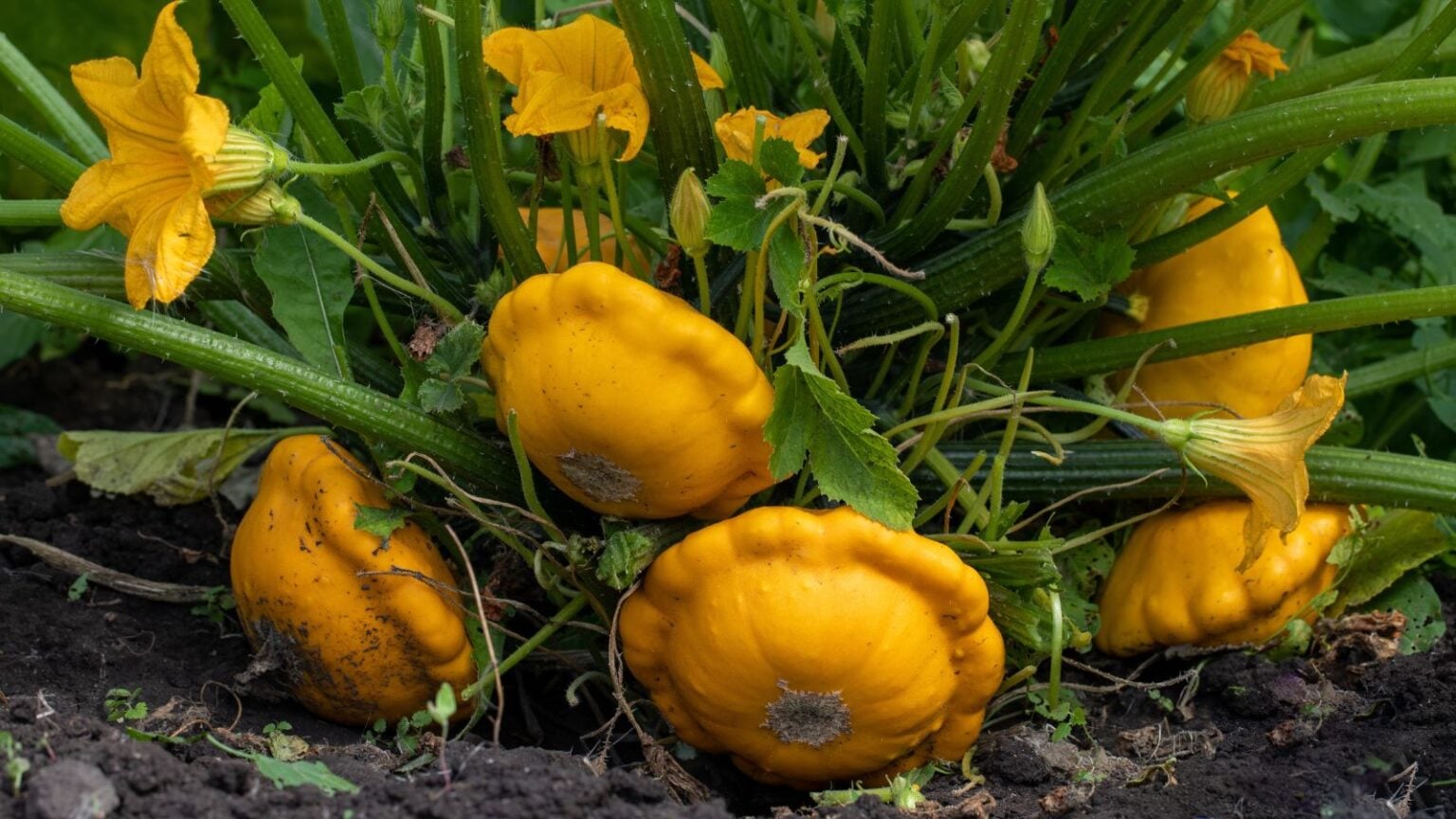 How to Plant, Grow, and Care for Pattypan Squash