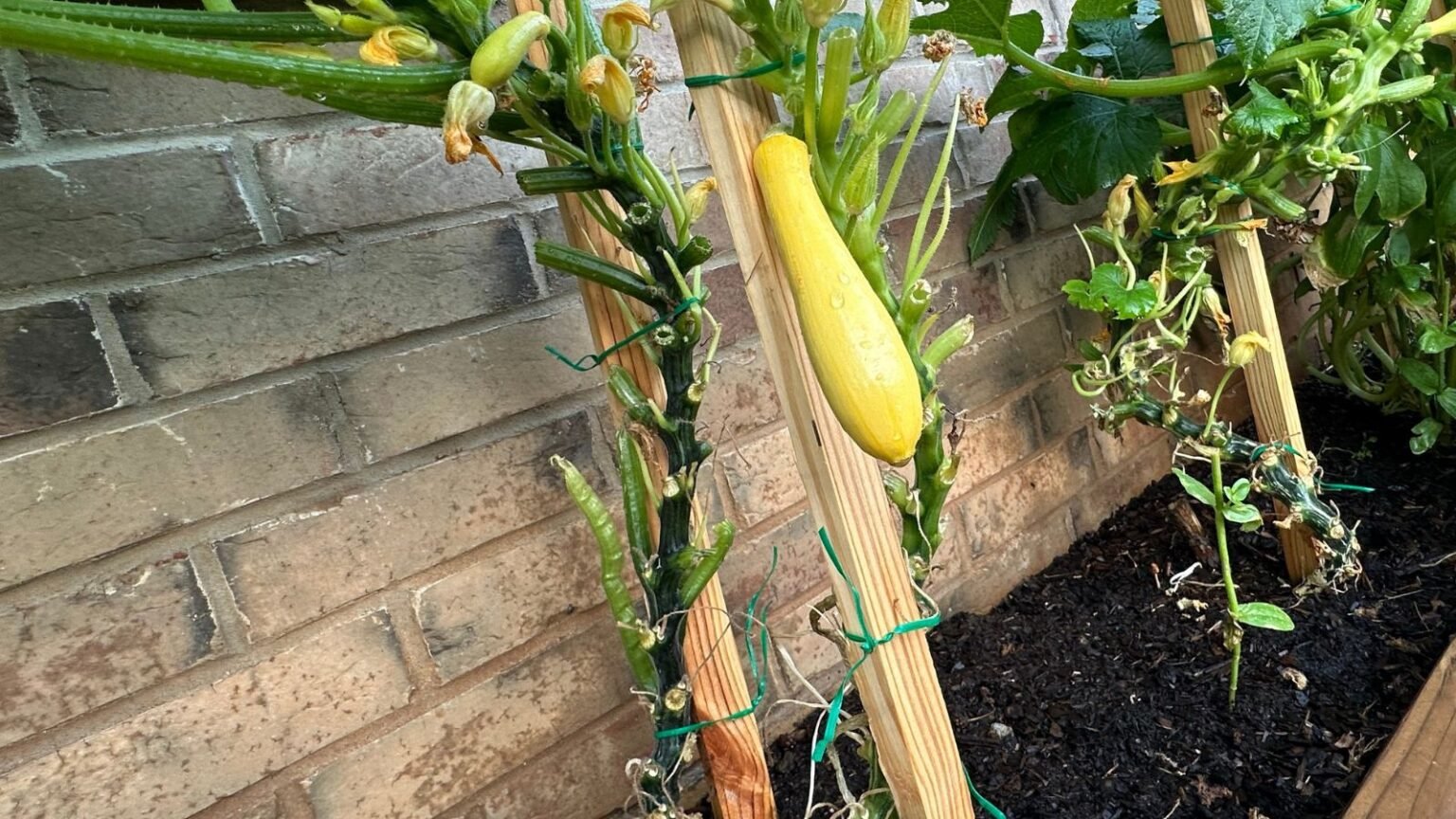 How to Grow Zucchini Plants on a Trellis: 5 Vertical Growing Tips