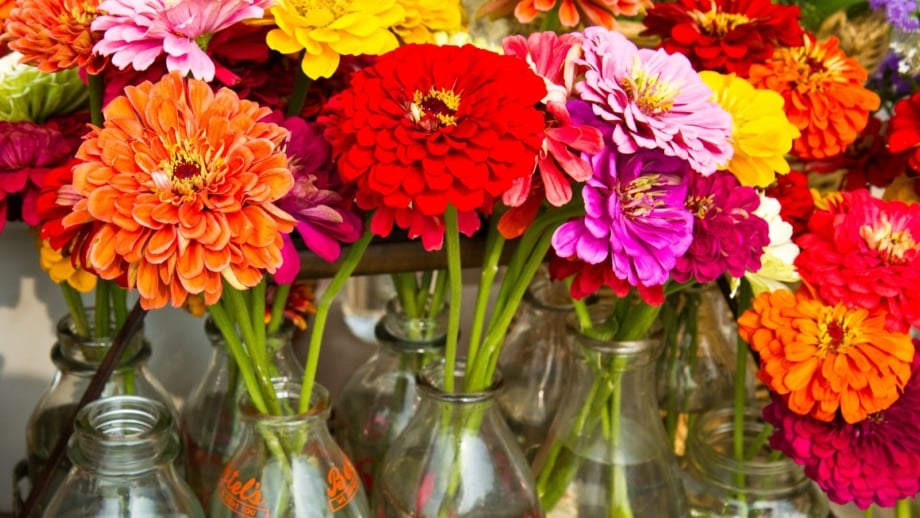 How to Plant, Grow, and Care For Beautiful Zinnia Flowers