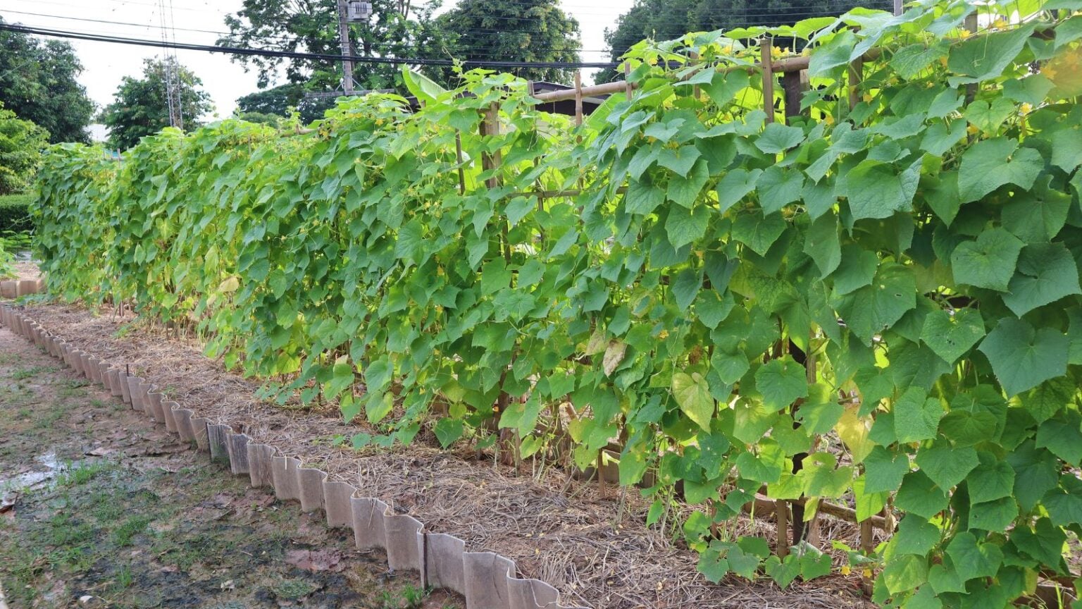 How to Grow Zucchini Plants on a Trellis: 5 Vertical Growing Tips