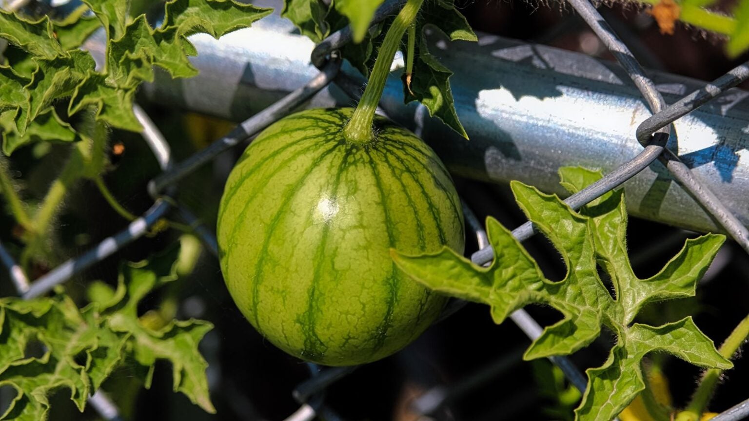 How to Grow Watermelons in Pots and Containers