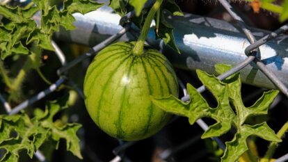 How to Grow Watermelons in Pots and Containers