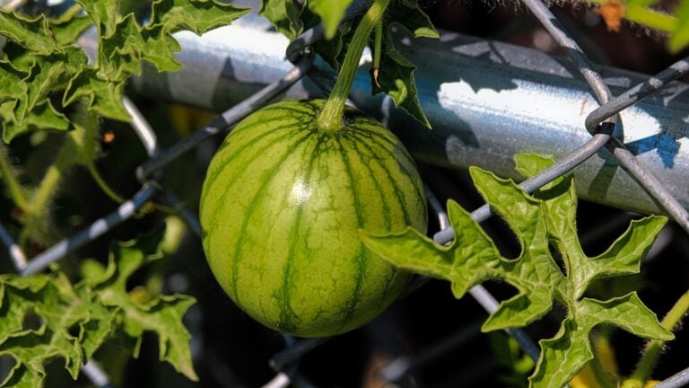 How to Grow Watermelons in Pots and Containers