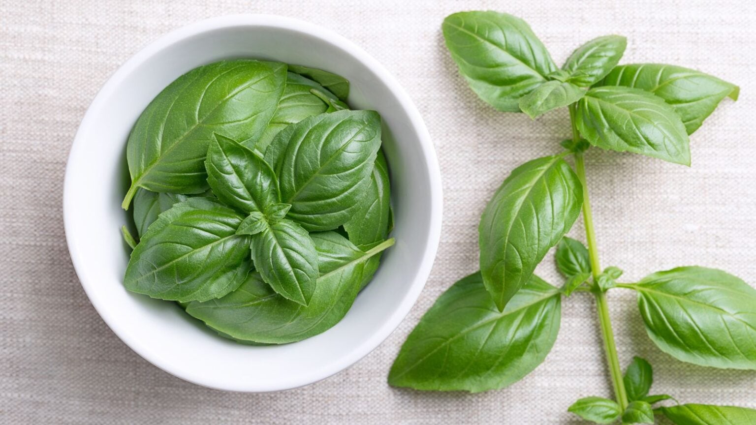 Which Basil Leaves Should I Pick First? 5 Harvest Tips to Know