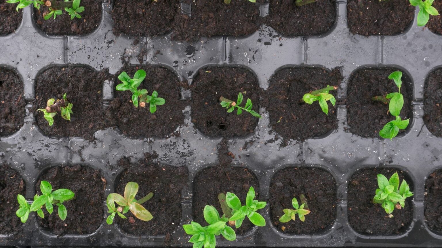 How To Grow Blueberries From Seed