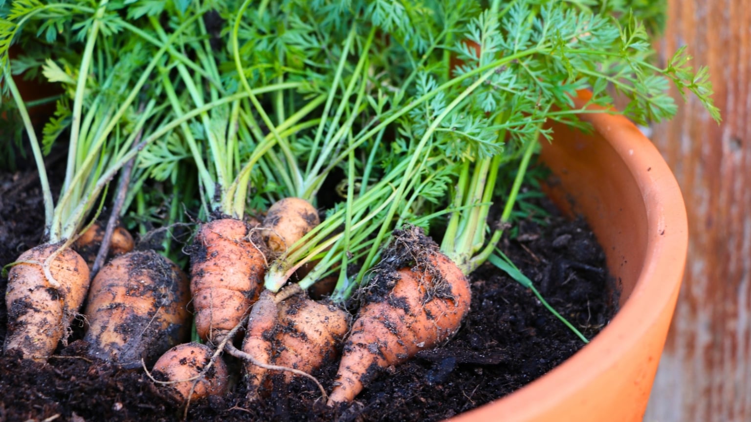 When and How to Harvest Baby Carrots