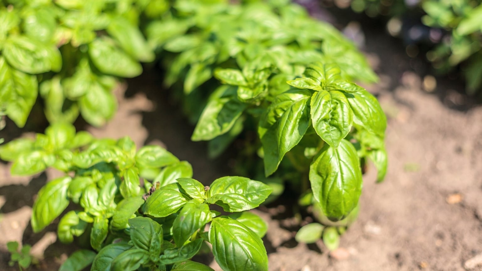 How Much and How Often Should You Water Basil?