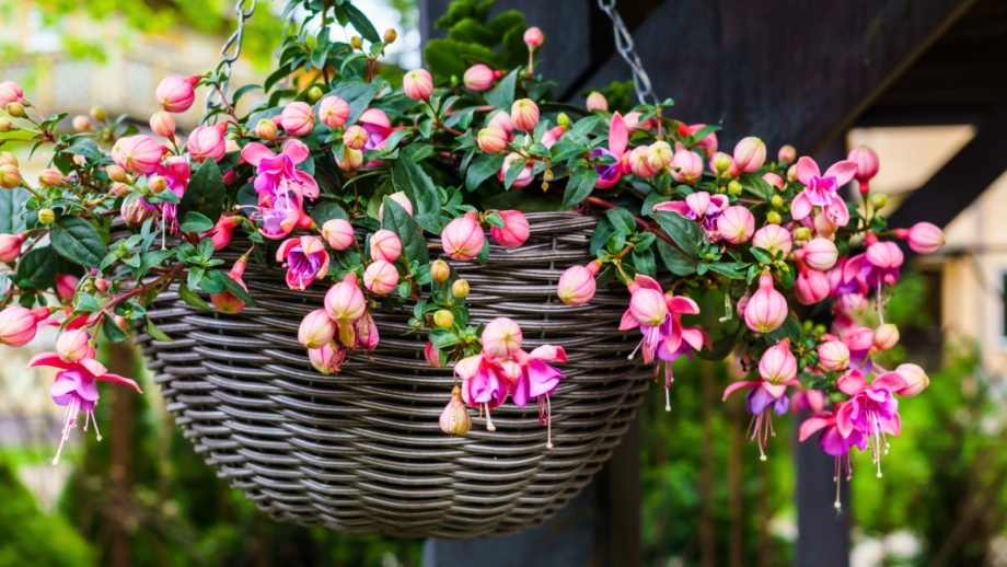 7 Top Trailing Fuchsia Varieties for Hanging Baskets