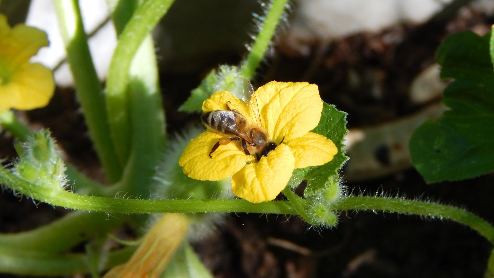 7 Pro Growing Tips for the Biggest, Juiciest Melons