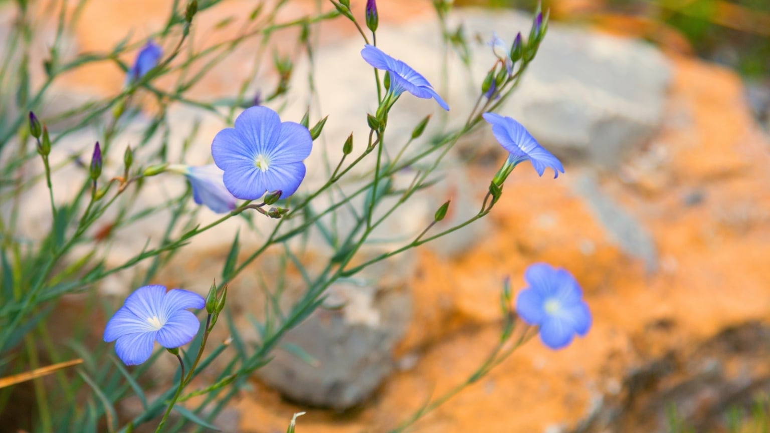 17 Indestructible Plants for Your Rock Garden