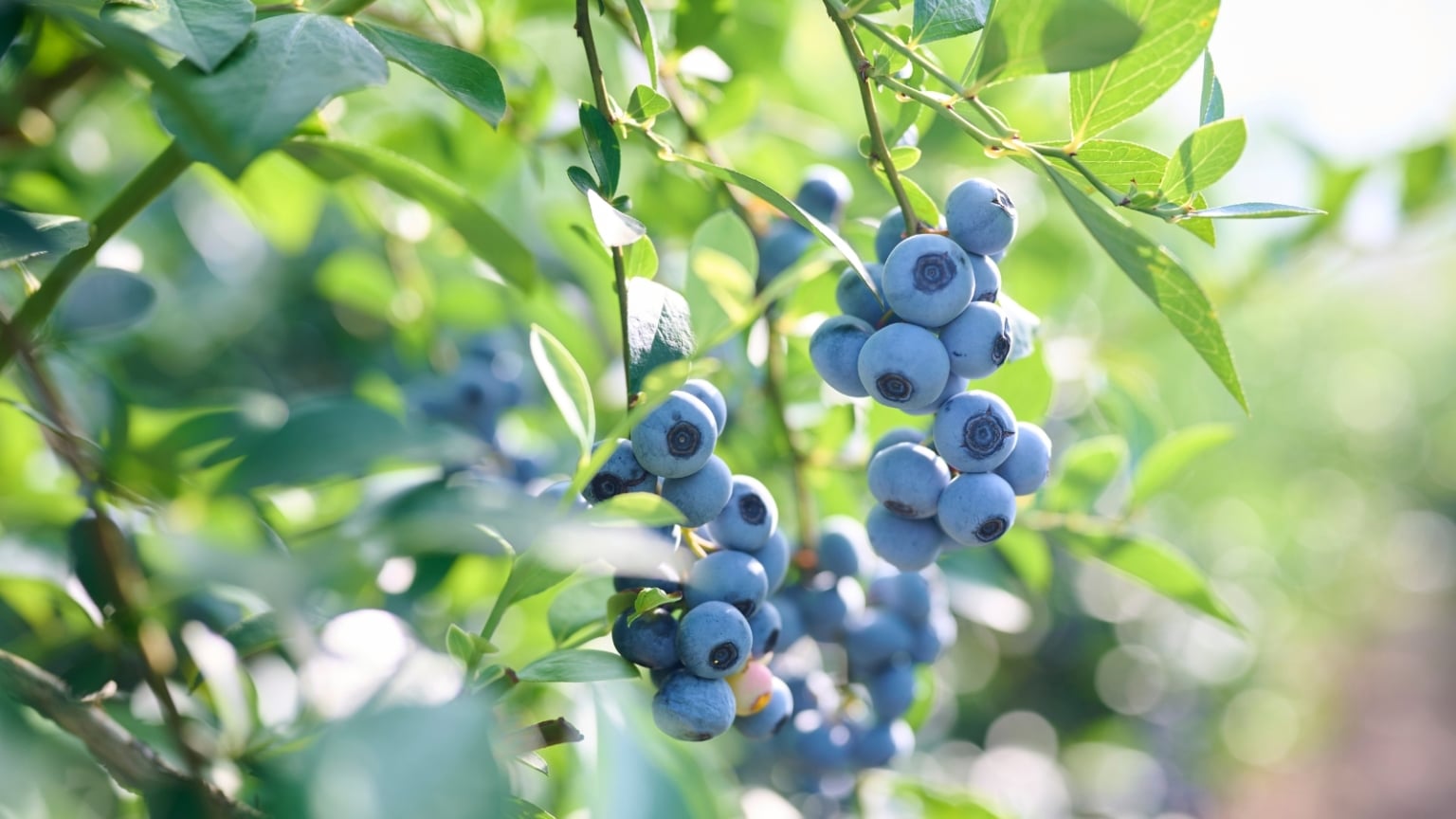 7 Best Blueberry Varieties to Grow in Pots and Containers