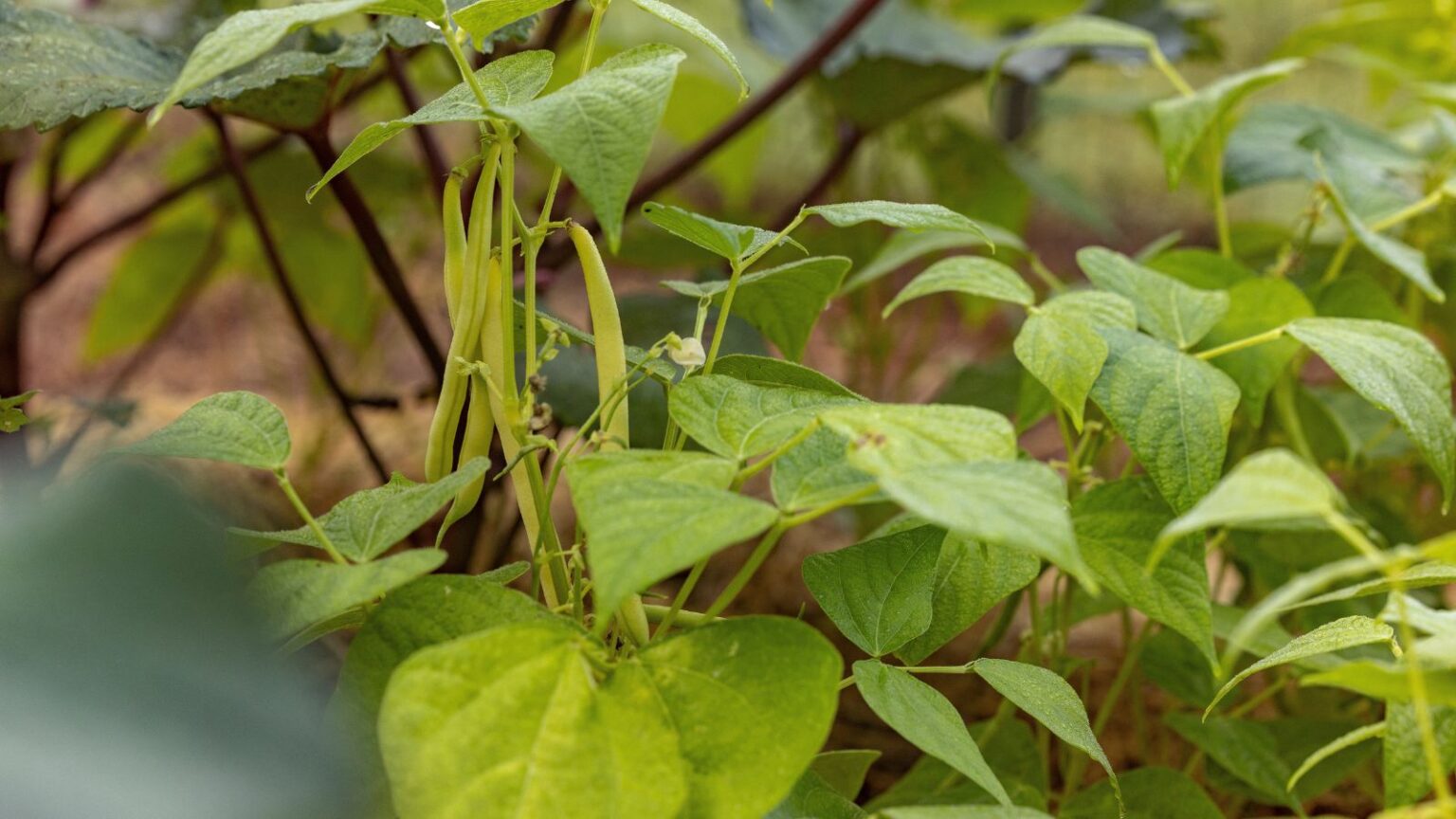 How To Grow Beans: Ultimate Guide For Success - Epic Gardening