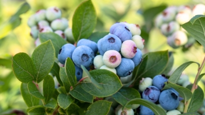 7 Best Blueberry Varieties to Grow in Pots and Containers