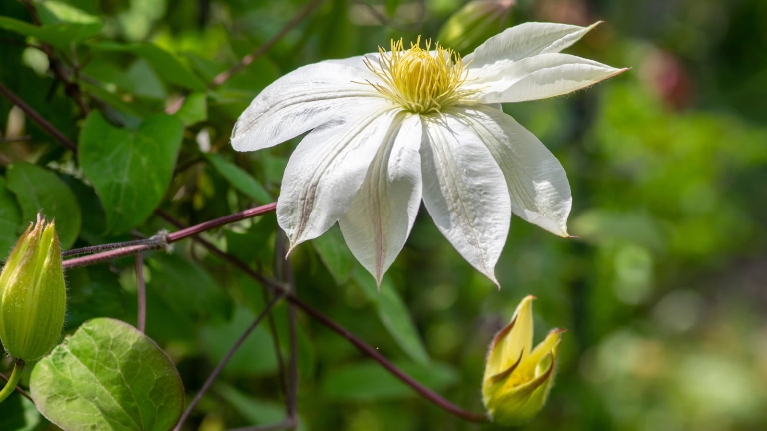 11 Easy-to-Grow Clematis Varieties for Beginners