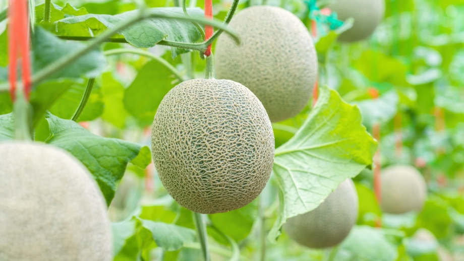7 Pro Growing Tips for the Biggest, Juiciest Melons