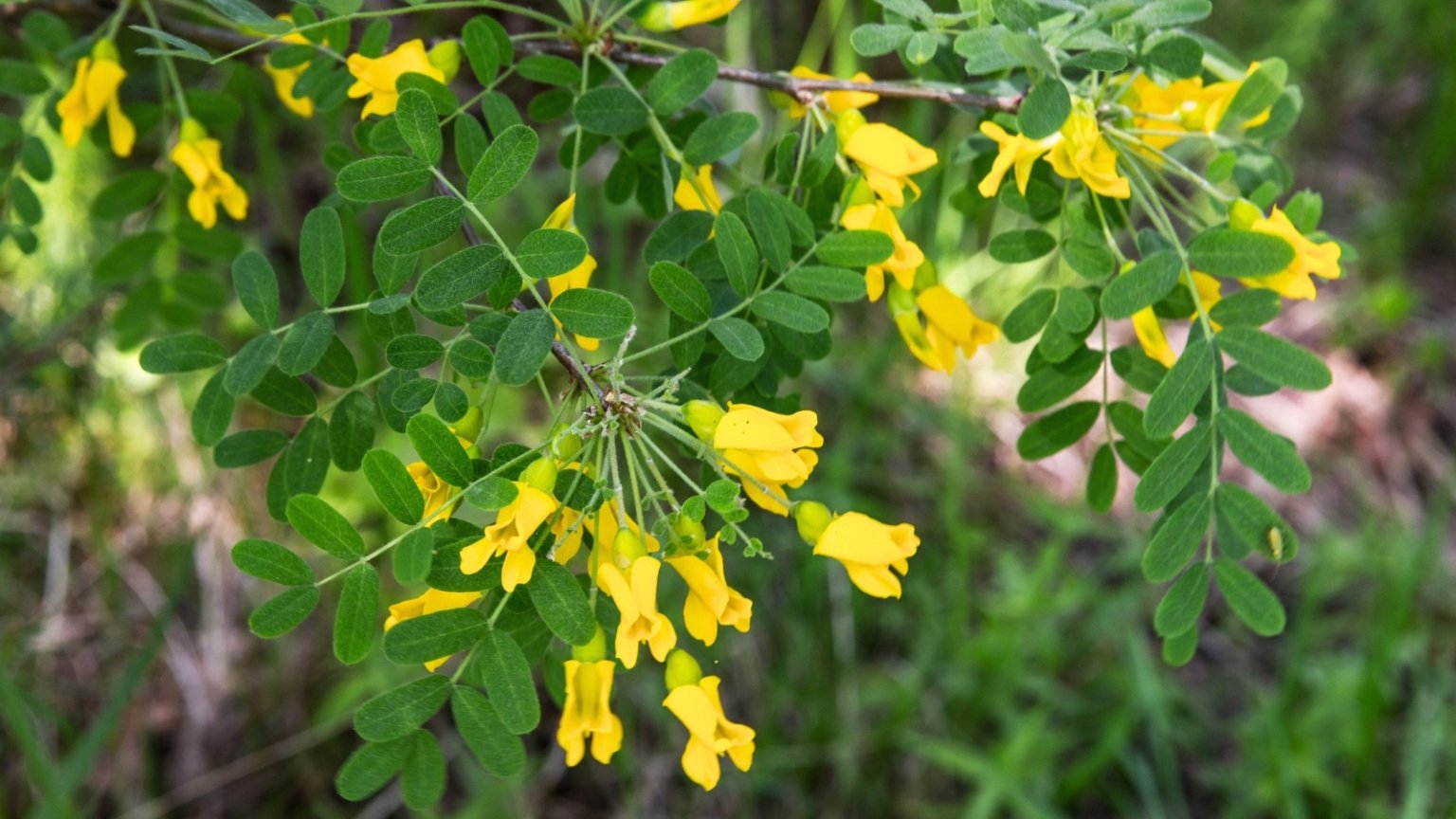 How to Plant, Grow, and Care for Siberian Pea Shrubs - Epic Gardening