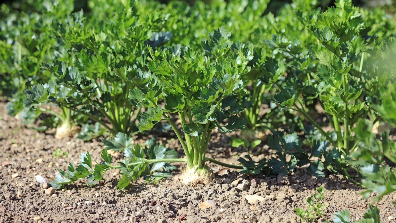 13 Garden Veggies That Need Extra Fertilizer