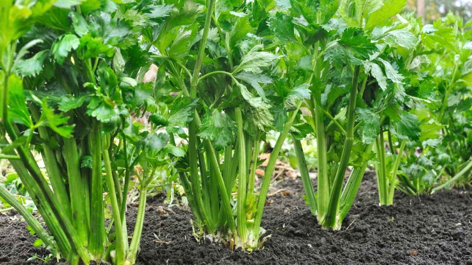 13 Garden Veggies That Need Extra Fertilizer