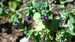 How to Plant, Grow, and Care For Cerinthe
