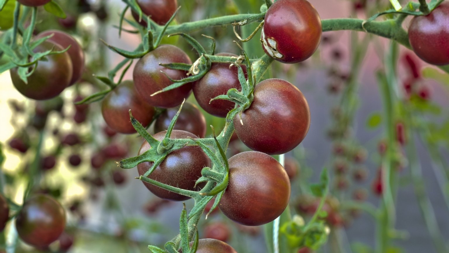25 Small Tomato Varieties For Your Vegetable Garden