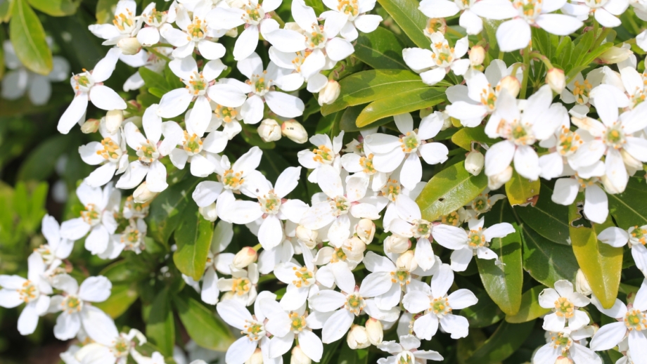 11 Unconventional Hedge Ideas for Your Landscape