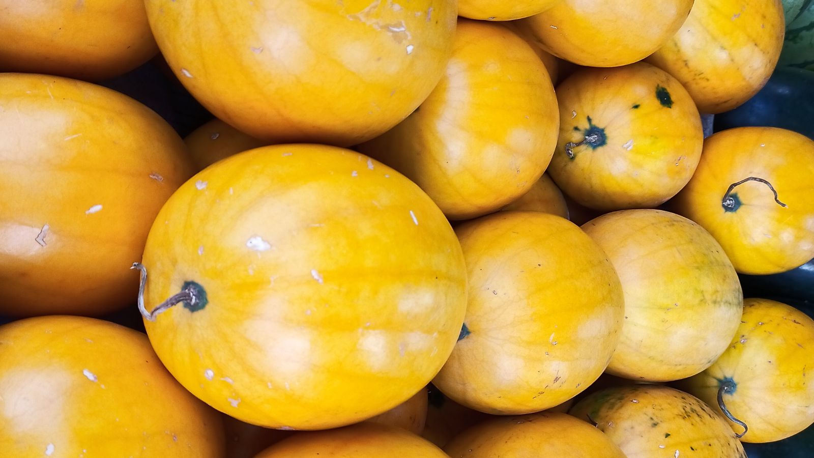 10 Mini Watermelon Varieties For Small Spaces