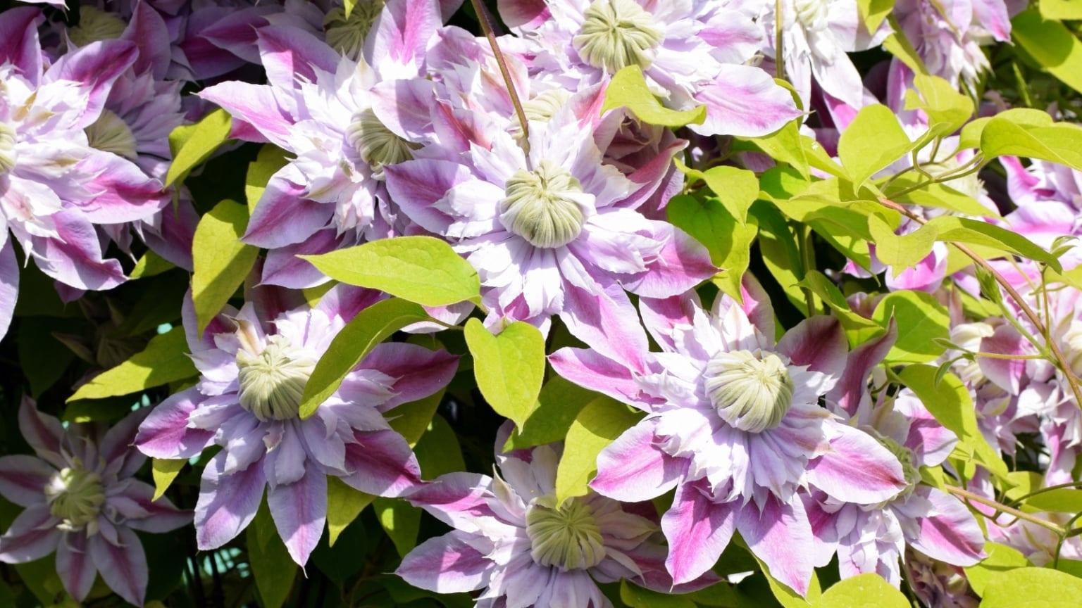 11 Easy-to-Grow Clematis Varieties for Beginners