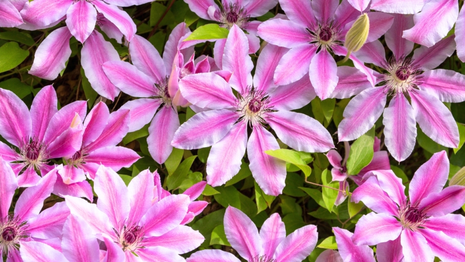 11 Easy-to-Grow Clematis Varieties for Beginners