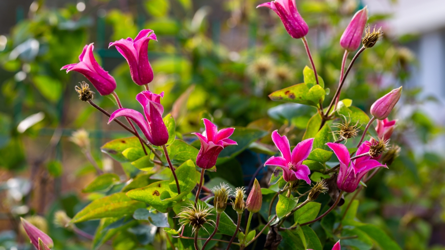 9 Unique and Showy Clematis Varieties to Grow this Season