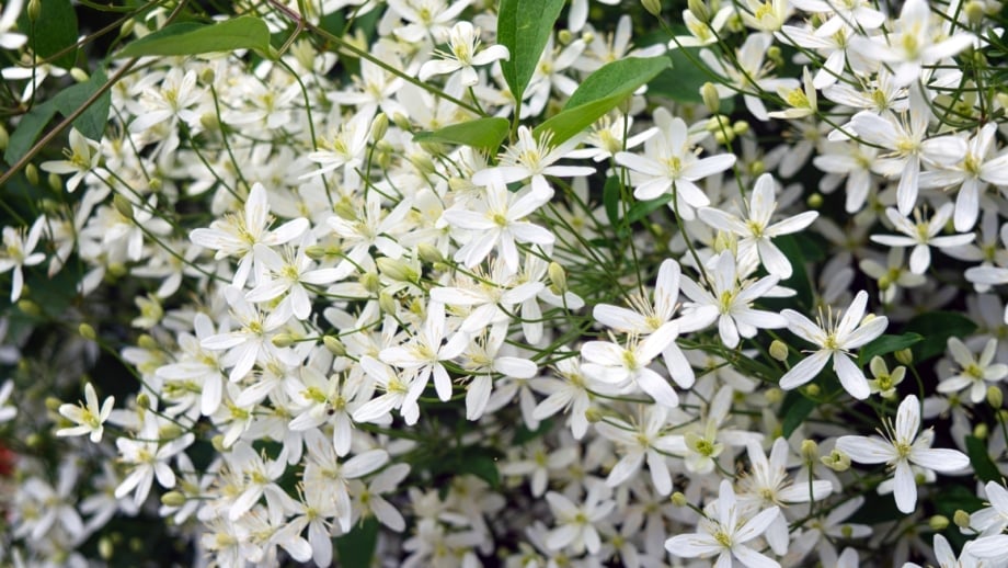 11 Easy-to-Grow Clematis Varieties for Beginners
