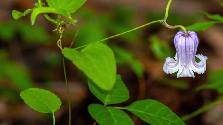 9 Unique and Showy Clematis Varieties to Grow this Season