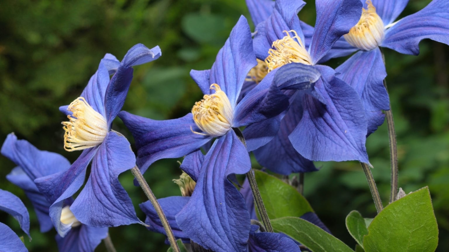 11 Easy-to-Grow Clematis Varieties for Beginners